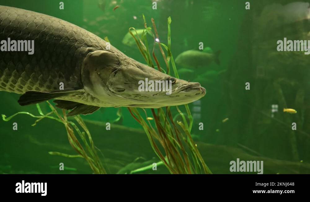 Aquarium the amazon basin Stock Videos & Footage - HD and 4K Video ...
