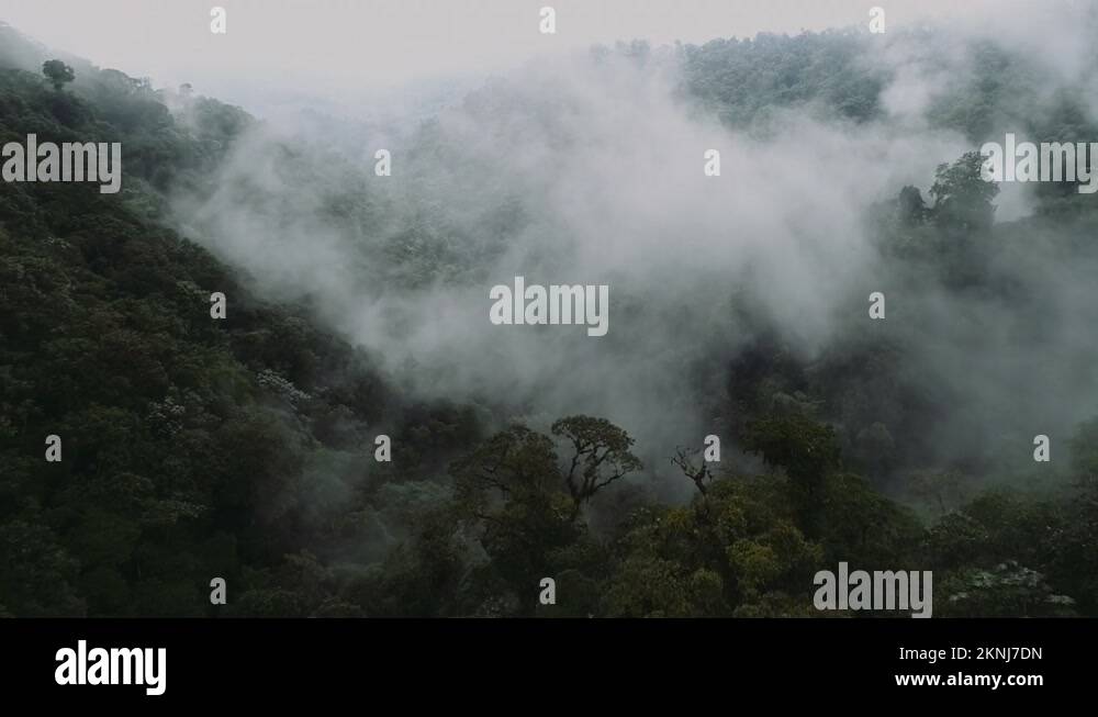 Rain forest vegetation, humid claudy area of jungle at el choco andino ...