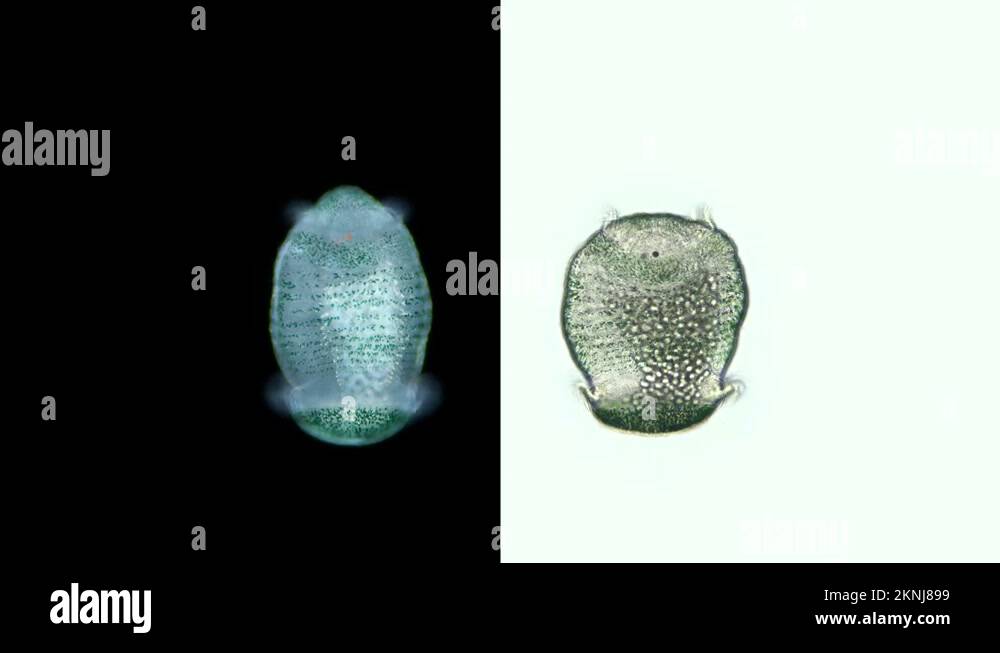 Polychaeta larva worm Capitellidae family under a microscope. Of rotor ...