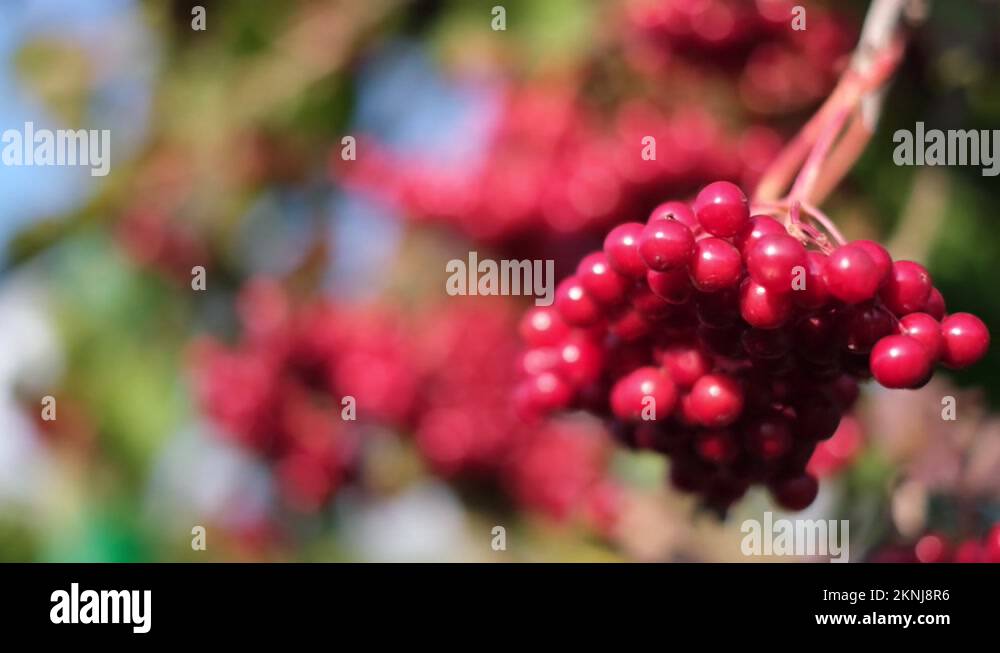 Viburnum Berry. A bunch of ripe red viburnum berries Stock Video ...