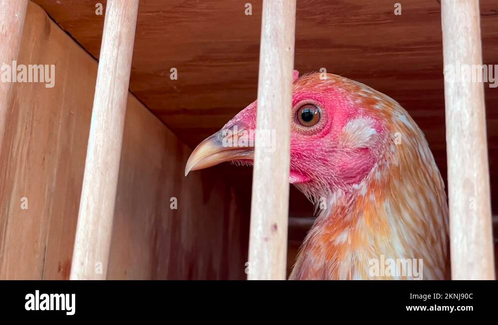 Pink rooster Stock Videos & Footage - HD and 4K Video Clips - Alamy