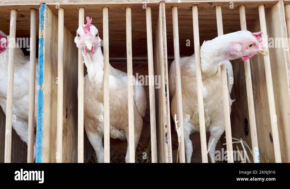 White caged chickens with red combs sticking their heads through the ...