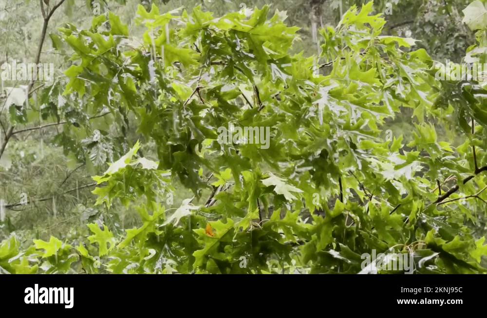 Dark leaves oak tree Stock Videos & Footage - HD and 4K Video Clips - Alamy