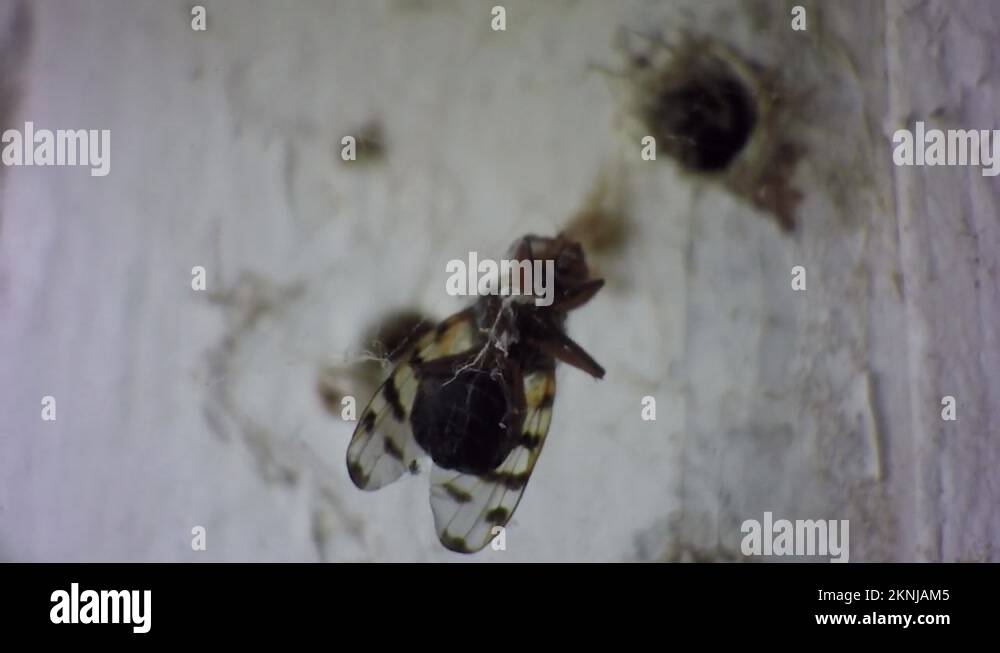 Close up of a spider webbing a sand fly to eat. Filmed with a macro ...