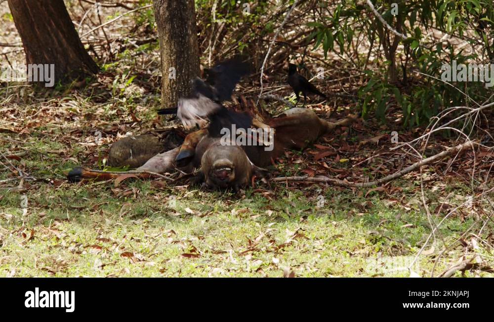 Deer yala national park Stock Videos & Footage - HD and 4K Video Clips ...