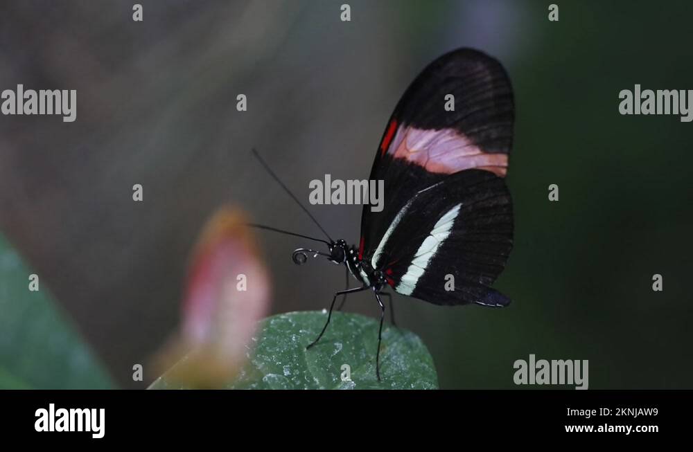 Postman moth Stock Videos & Footage - HD and 4K Video Clips - Alamy