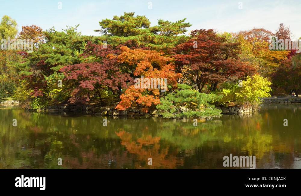 Fall colour trees Stock Videos & Footage - HD and 4K Video Clips - Alamy