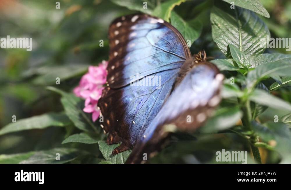 Green butterfly wings Stock Videos & Footage - HD and 4K Video Clips ...