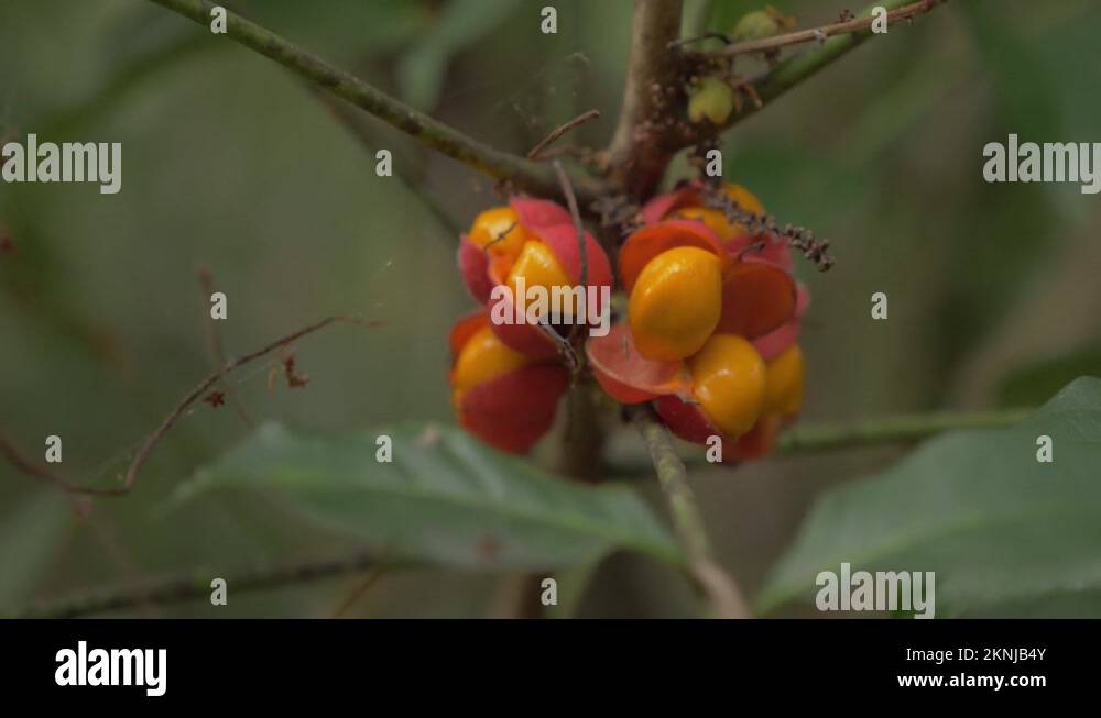 Split Open Fruits Of Tulipwood Tree In Thala Beach Nature Reserve In ...
