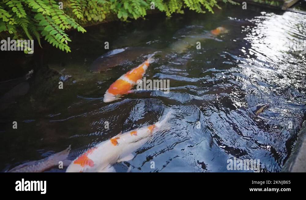 Koi Fish in Drainage Canal of Gujo Hachiman, Gifu Japan Stock Video ...