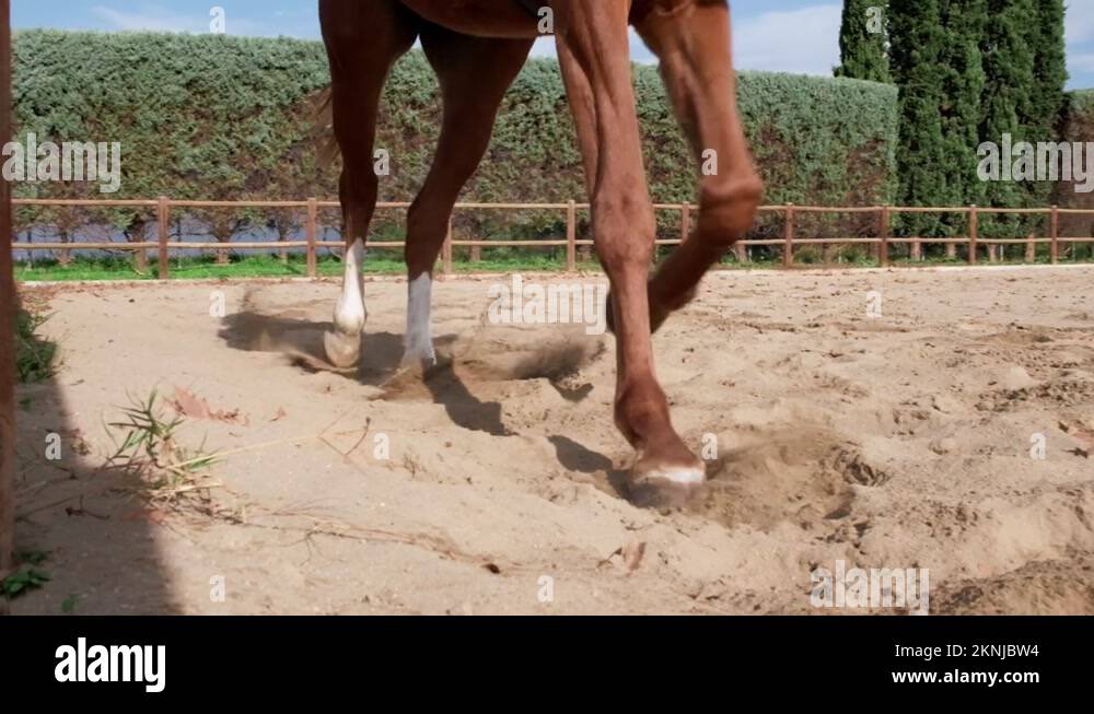 Horse galloping at the farm slow motion Stock Video Footage - Alamy