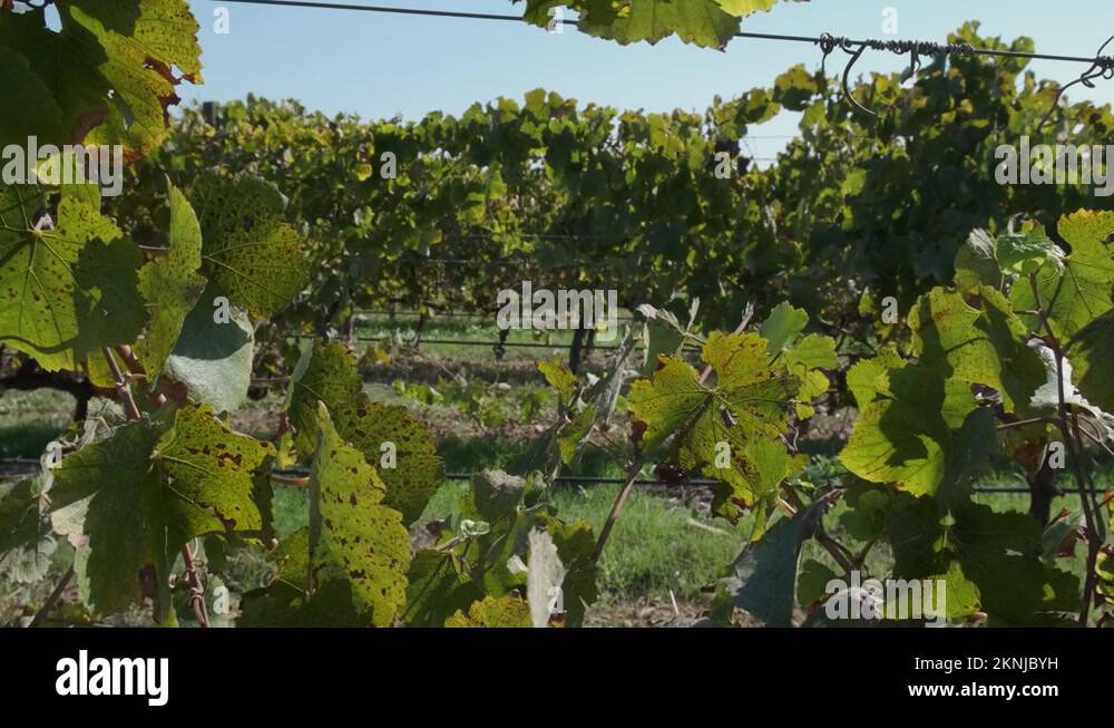 Wire vine Stock Videos & Footage - HD and 4K Video Clips - Alamy
