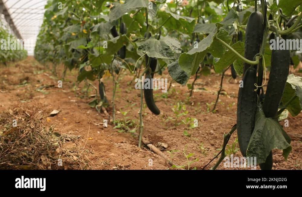 Rows of cucumber plants growing in large commercial greenhouse ...