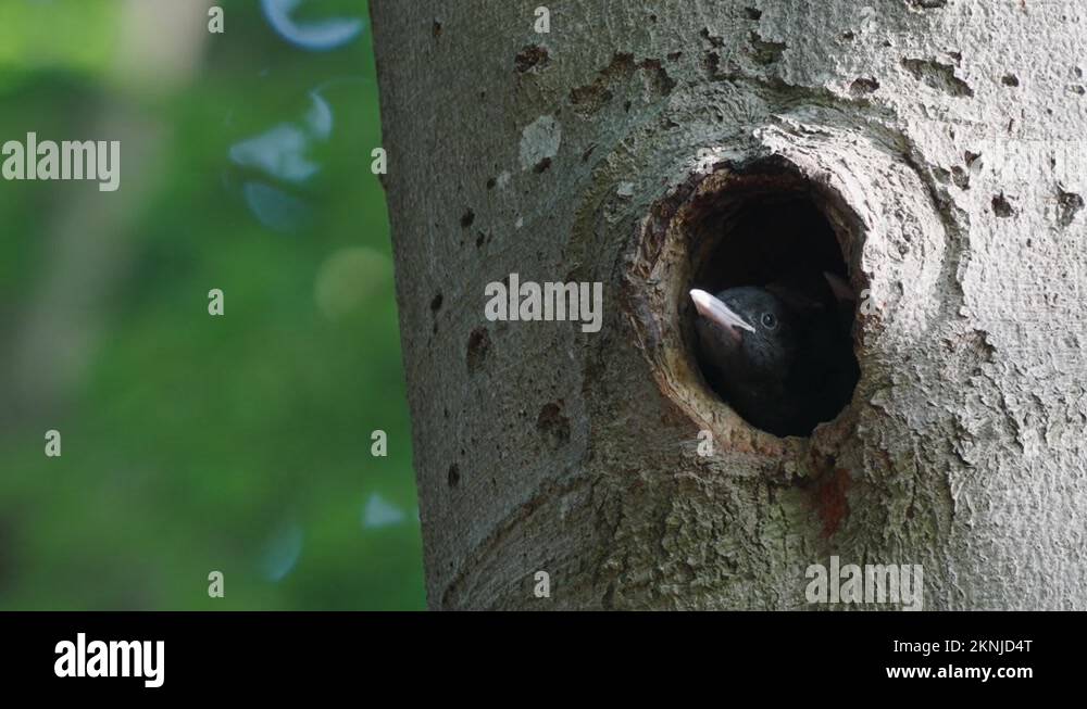 Cavity nesting species Stock Videos & Footage - HD and 4K Video Clips ...