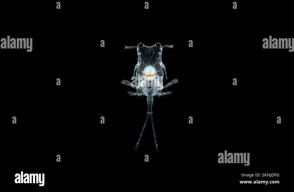 Crustacean parasite Stock Videos & Footage - HD and 4K Video Clips - Alamy