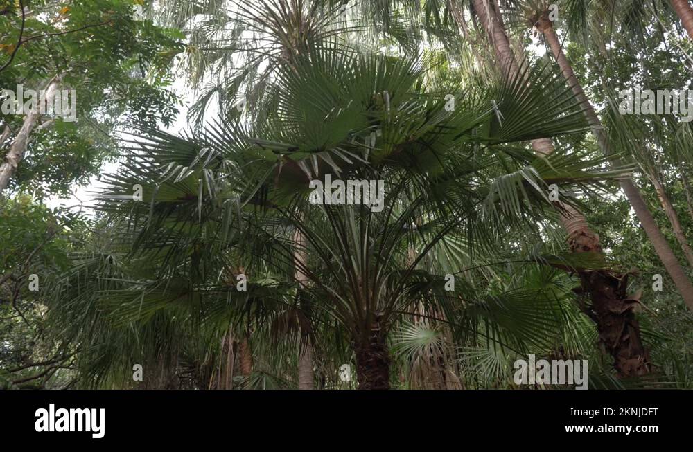 Chinese Fan Palm Tree On A Windy Day In Thala Beach Nature Reserve, Oak ...