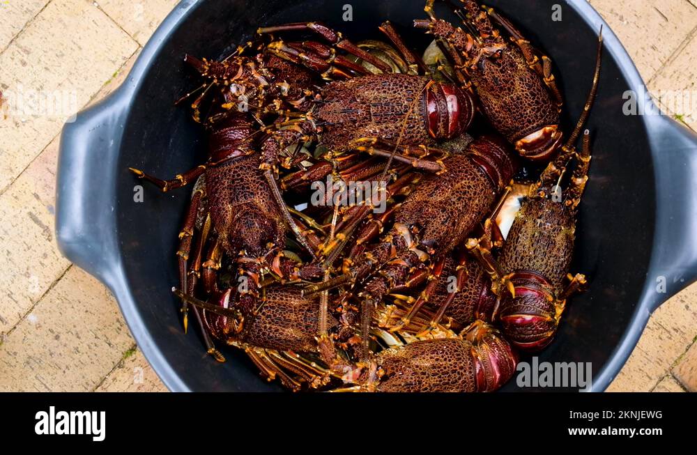 Thorax are spiny Stock Videos & Footage - HD and 4K Video Clips - Alamy