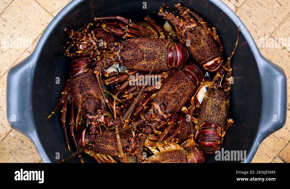 Lobster container Stock Videos & Footage - HD and 4K Video Clips - Alamy