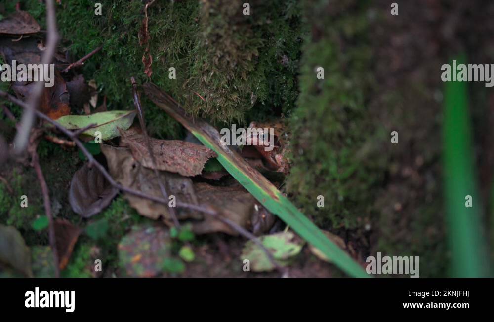 Toad tree frog Stock Videos & Footage - HD and 4K Video Clips - Alamy