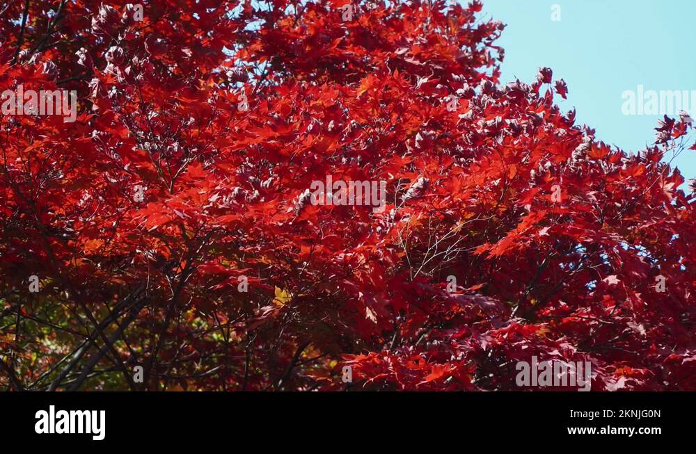 Tree gradation leaf nature Stock Videos & Footage - HD and 4K Video ...