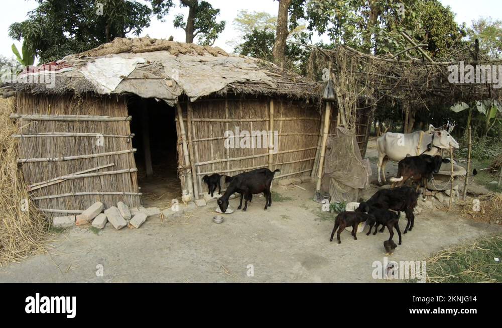 Indian farm animals Stock Videos & Footage - HD and 4K Video Clips - Alamy