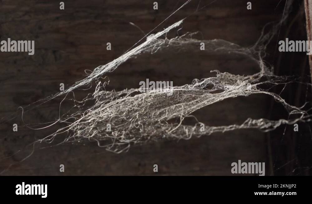 Scary wind Stock Videos & Footage - HD and 4K Video Clips - Alamy