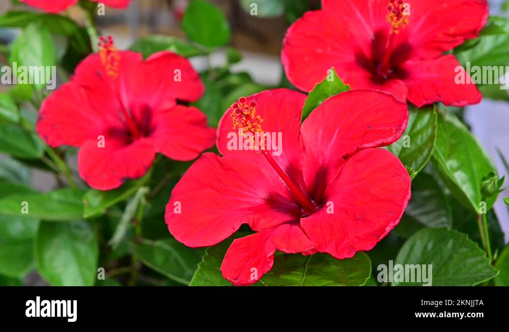 Hibiscus rosa sinensis tree Stock Videos & Footage - HD and 4K Video ...