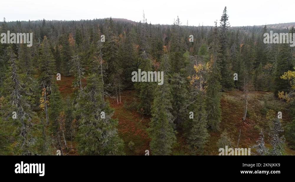 Taiga finland Stock Videos & Footage - HD and 4K Video Clips - Alamy