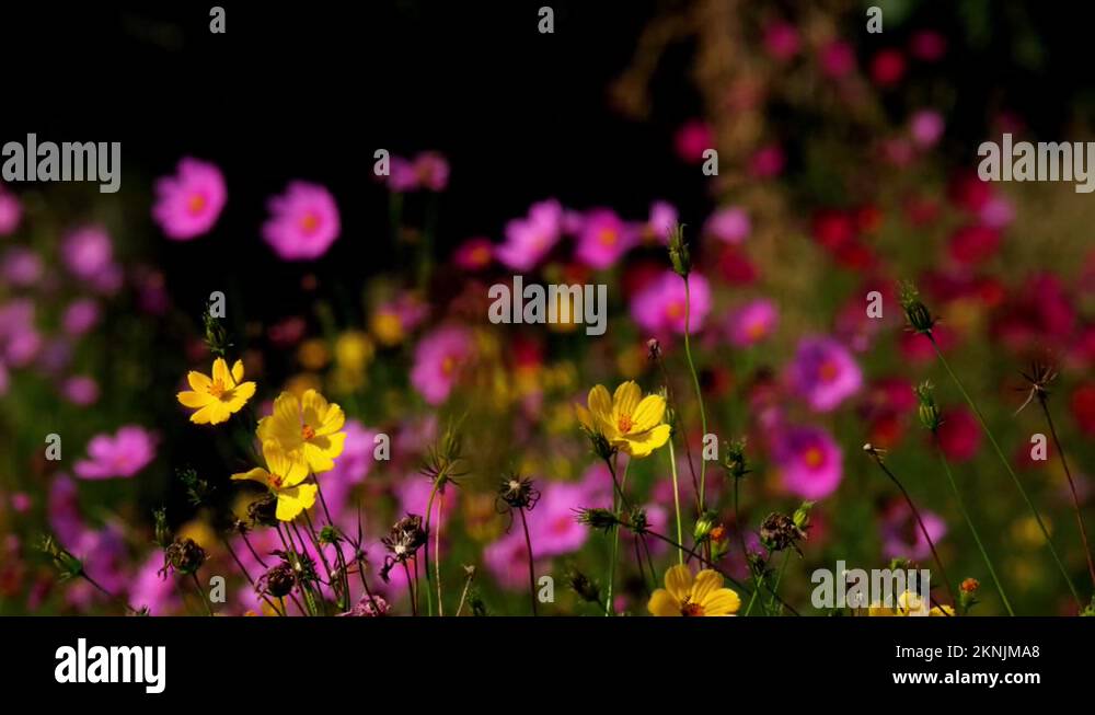 Cosmos asteraceae Stock Videos & Footage - HD and 4K Video Clips - Alamy