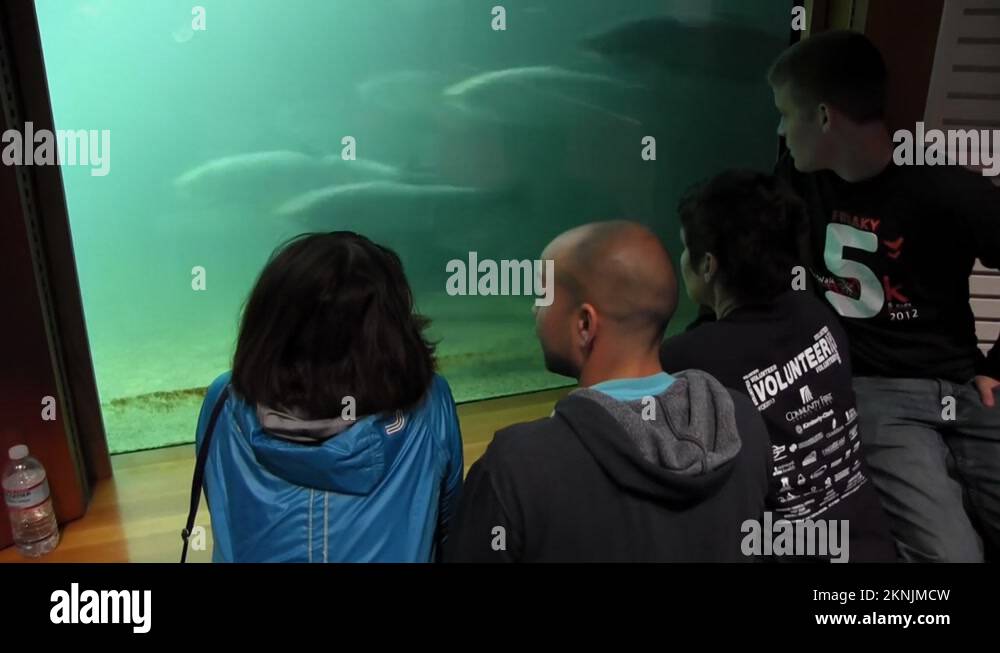 2010s: Two men and two women stand at a fish-watching window at the ...