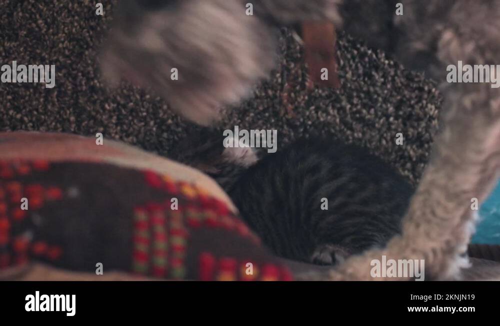 Kittens two a Stock Videos & Footage - HD and 4K Video Clips - Alamy