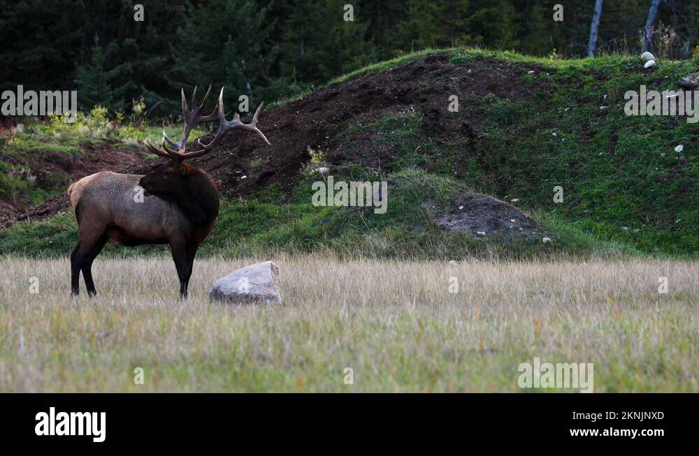 Elk rutting Stock Videos & Footage - HD and 4K Video Clips - Alamy