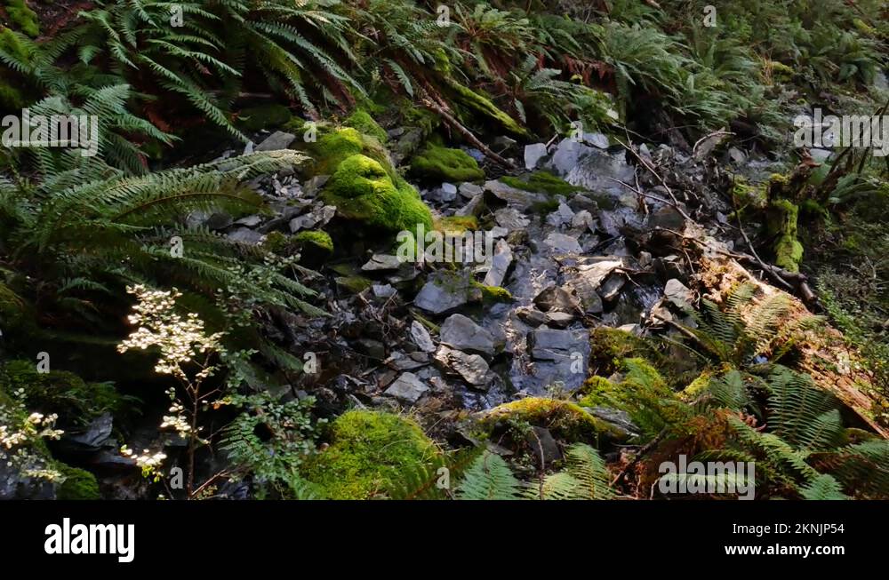 Fern between rocks Stock Videos & Footage - HD and 4K Video Clips - Alamy