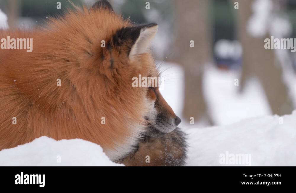 Falling animals Stock Videos & Footage - HD and 4K Video Clips - Alamy