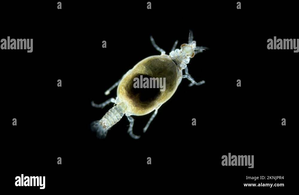Isopod evolution Stock Videos & Footage - HD and 4K Video Clips - Alamy