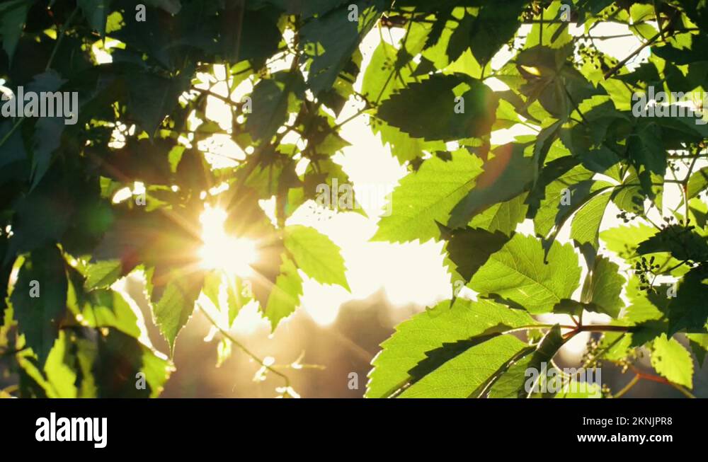 Beautiful sun glare Stock Videos & Footage - HD and 4K Video Clips - Alamy