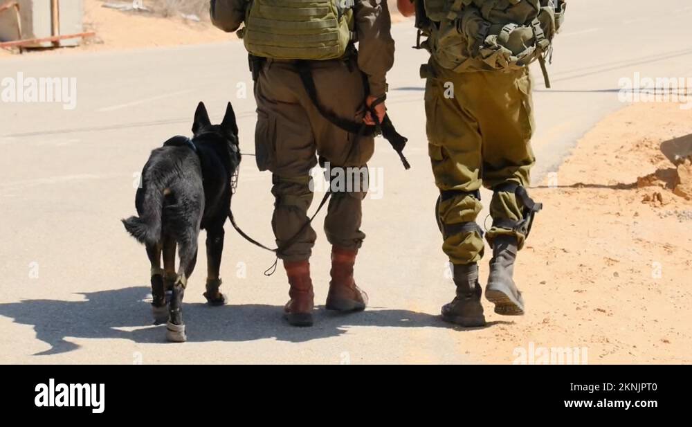 Army dog unit Stock Videos & Footage - HD and 4K Video Clips - Alamy