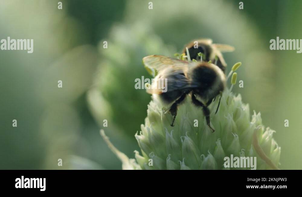 Bumblebee and honey bee together Stock Videos & Footage - HD and 4K ...