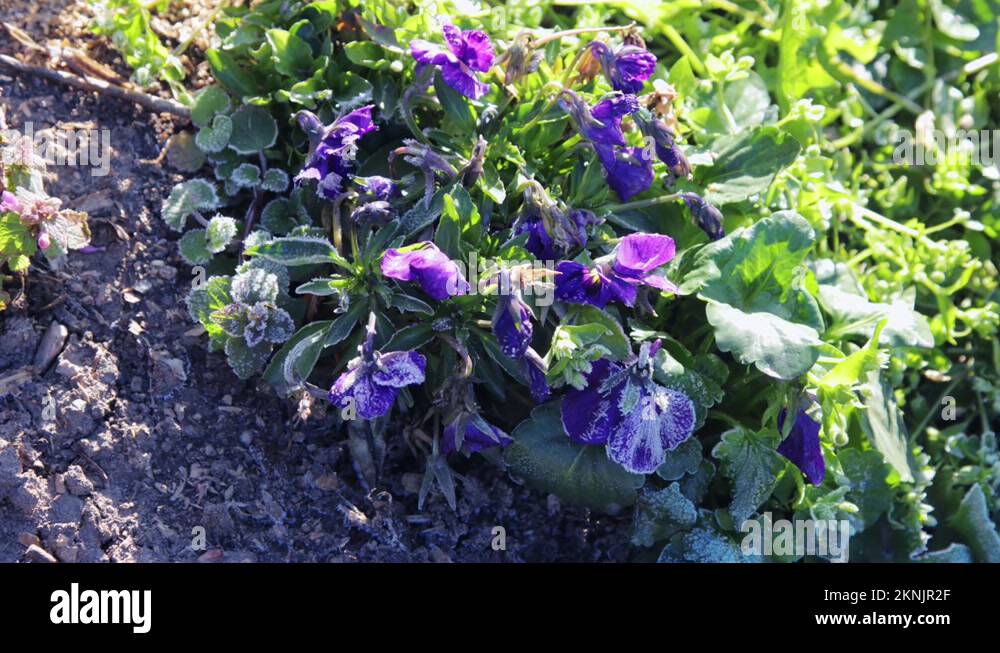 Frost melting flower Stock Videos & Footage - HD and 4K Video Clips - Alamy