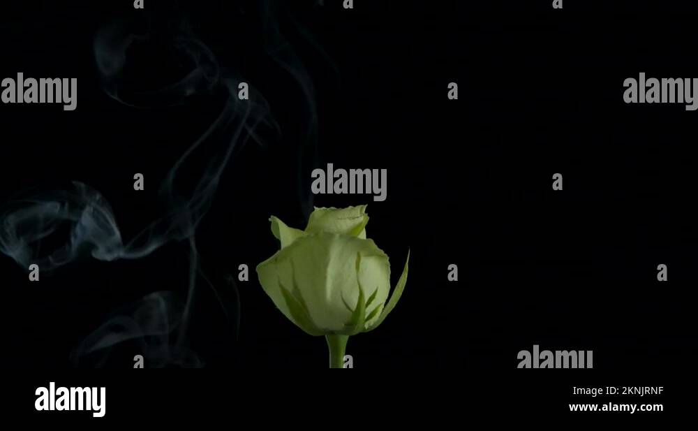 Emotions flower rose Stock Videos & Footage - HD and 4K Video Clips - Alamy