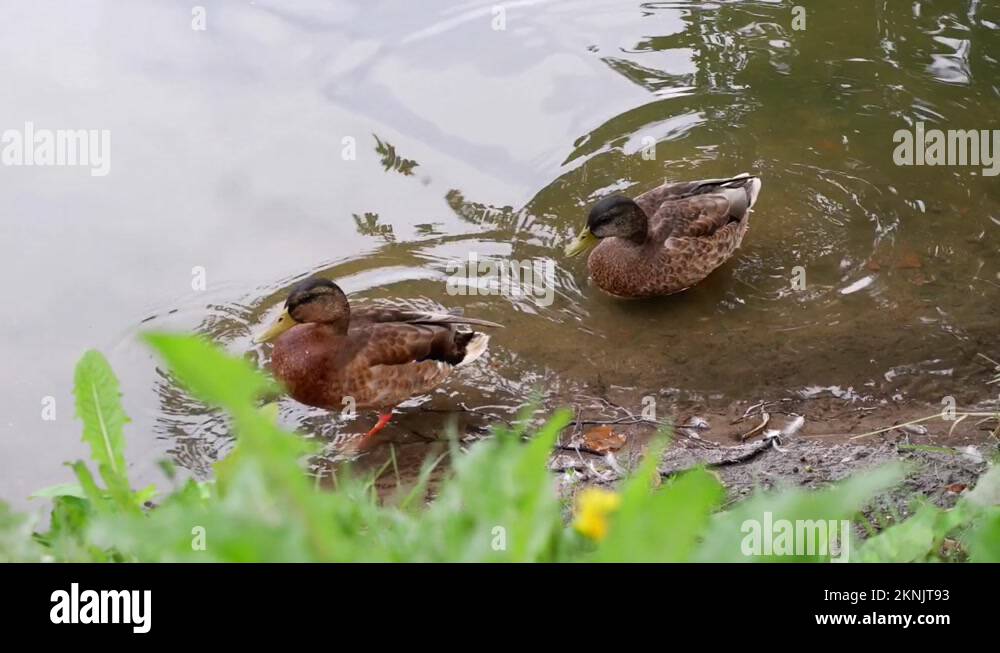Duck splash animal Stock Videos & Footage - HD and 4K Video Clips - Alamy