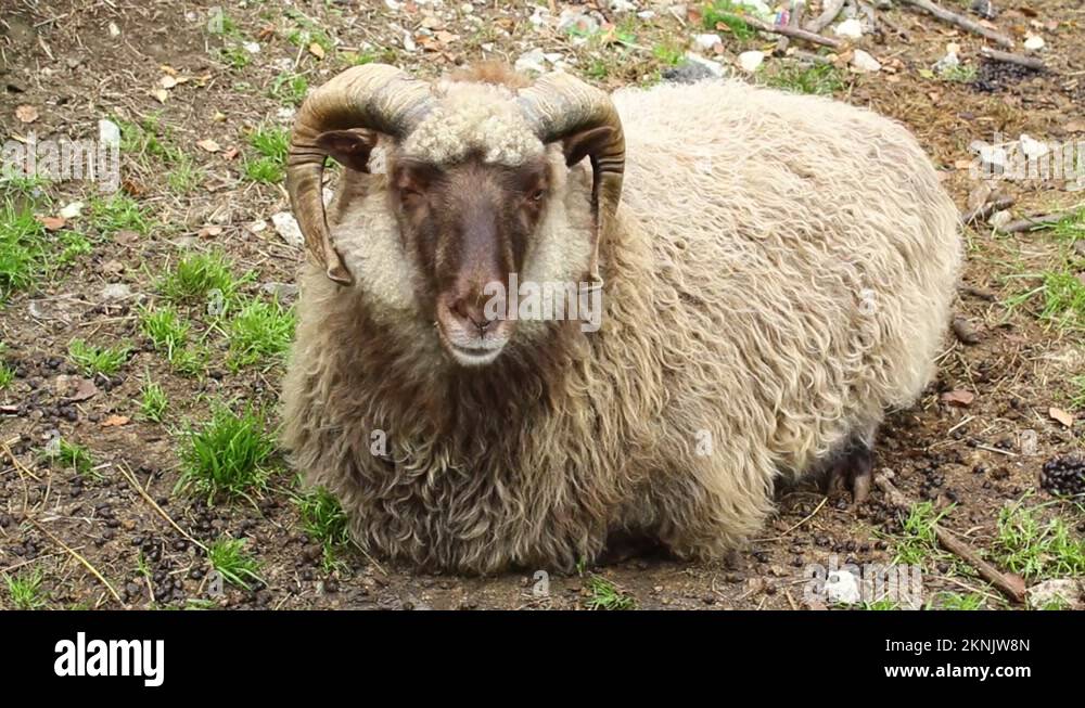 Horns curly horns Stock Videos & Footage - HD and 4K Video Clips - Alamy