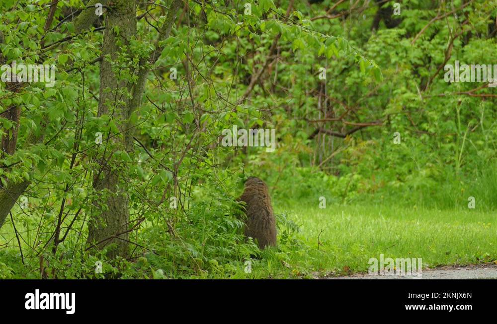 Curious groundhog Stock Videos & Footage - HD and 4K Video Clips - Alamy