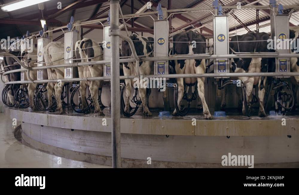 Milking cows using industrial automated equipment at the production ...
