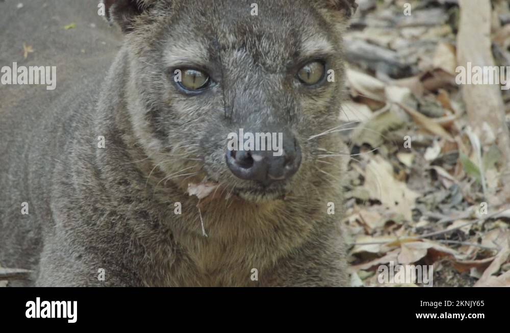Fossa claws Stock Videos & Footage - HD and 4K Video Clips - Alamy