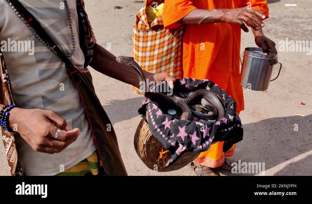 Cobra indian god hinduism Stock Videos & Footage - HD and 4K Video ...