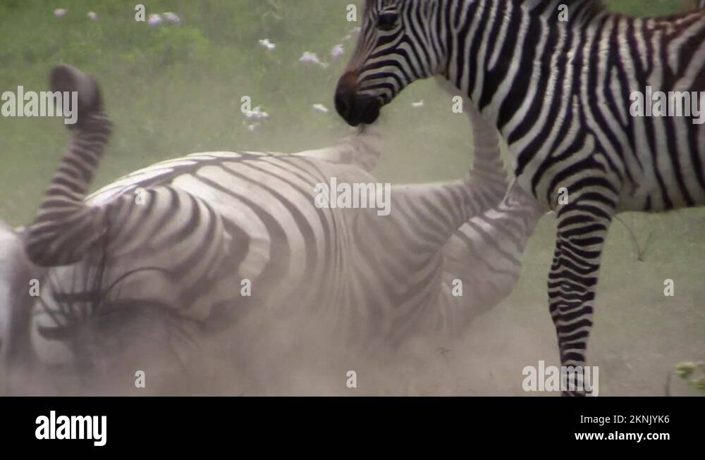 Zebra dust bath Stock Videos & Footage - HD and 4K Video Clips - Alamy