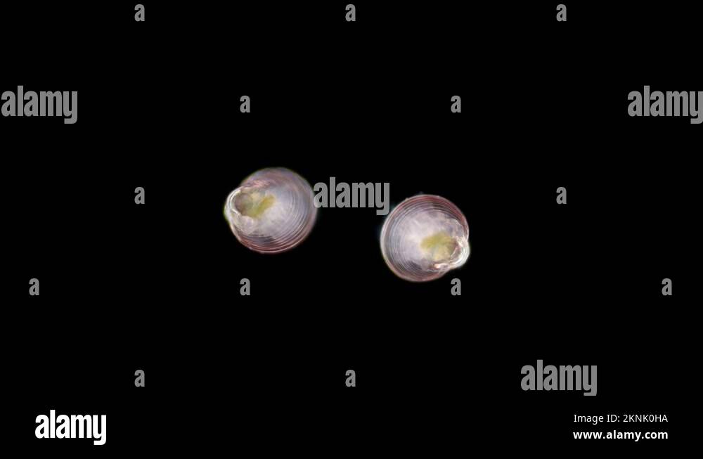 Young Mollusca, class Bivalvia under the microscope. 3 mm in size. Red ...