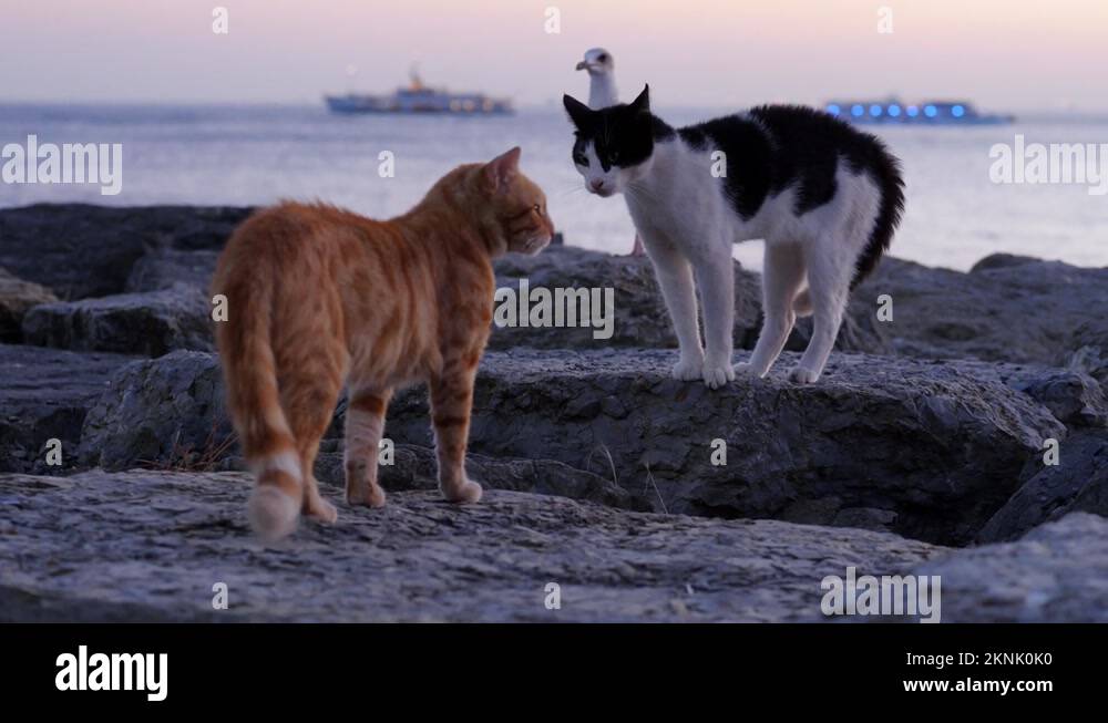 Aggressive pose of a cat Stock Videos & Footage - HD and 4K Video Clips ...