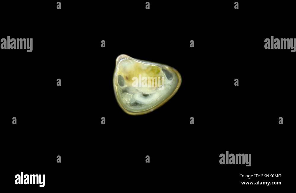 Young Mollusca, class Bivalvia under the microscope. 3 mm in size. Red ...